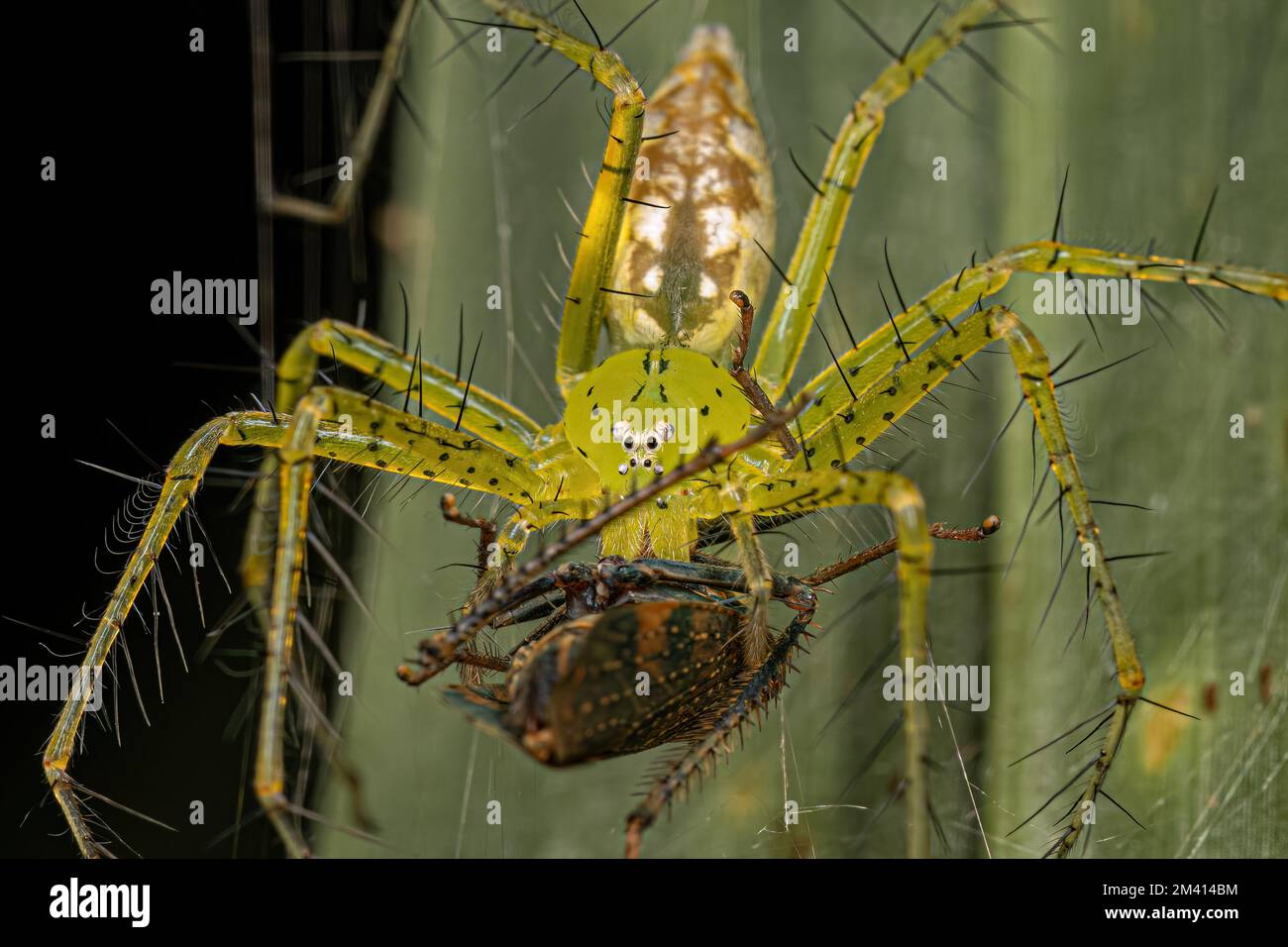 Architis spinipes Banque de photographies et d’images à haute ...