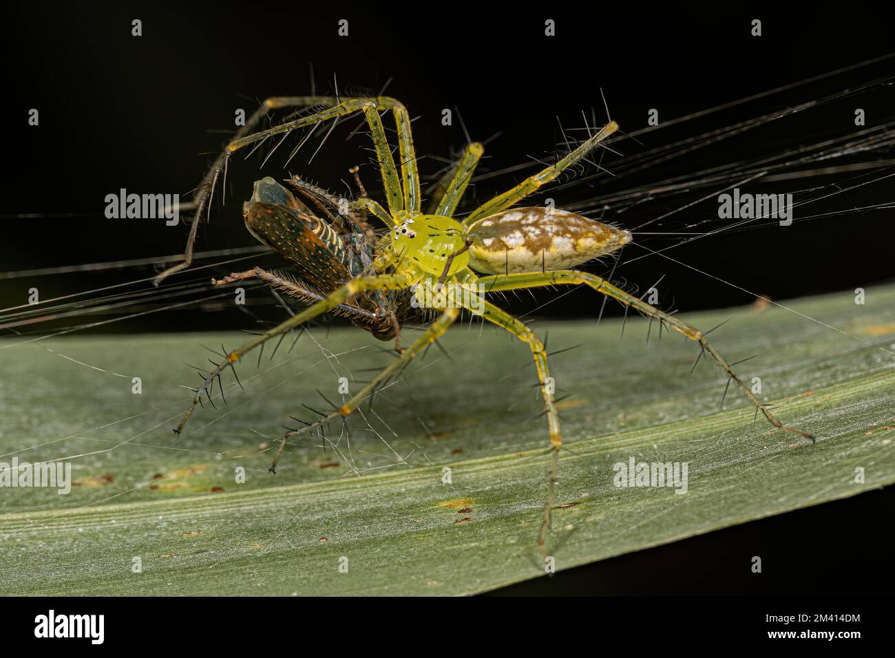 Architis spinipes Banque de photographies et d’images à haute ...