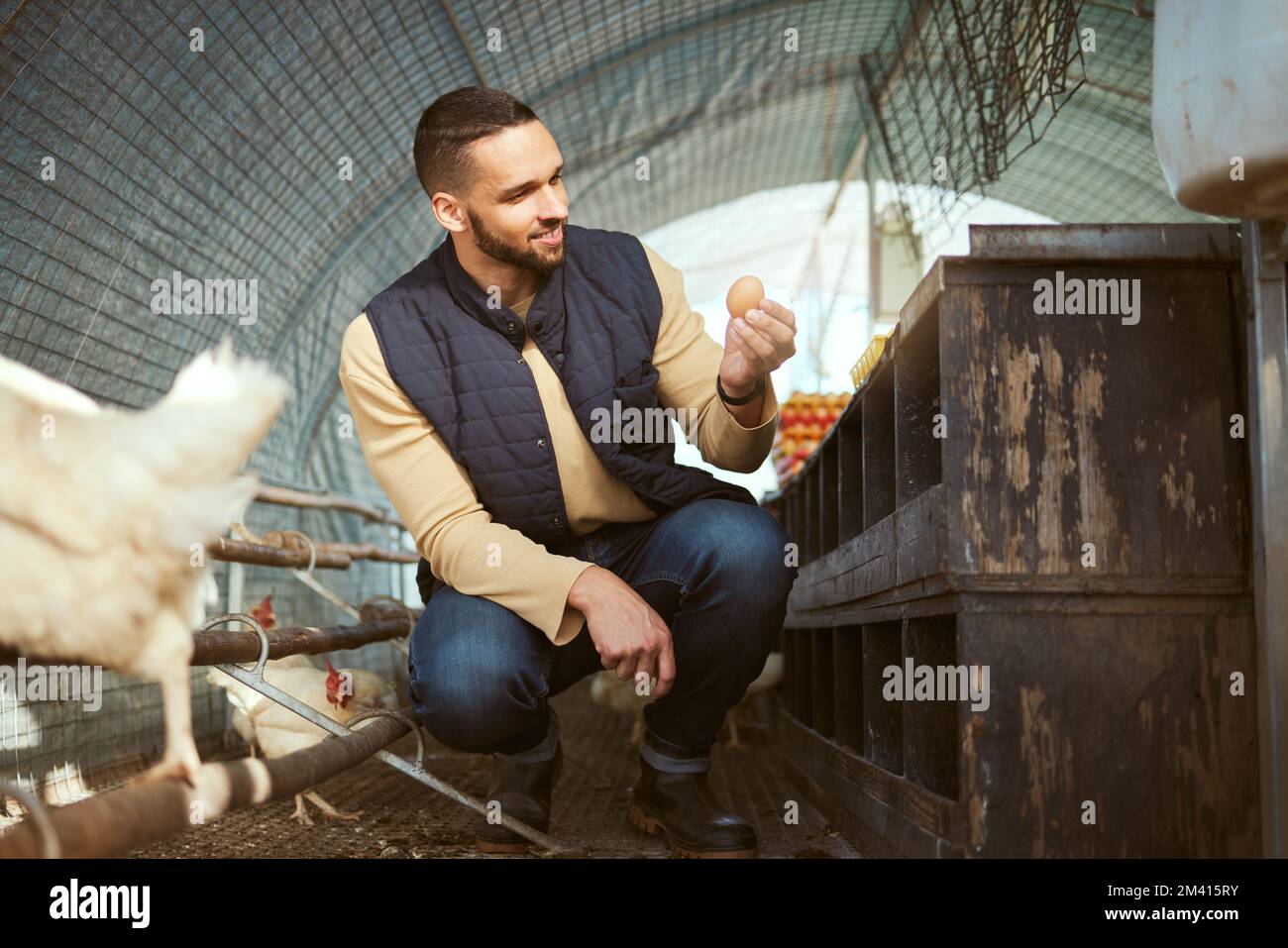 L'oeuf de poulet, la ferme ou l'homme vérifie la qualité des produits ...