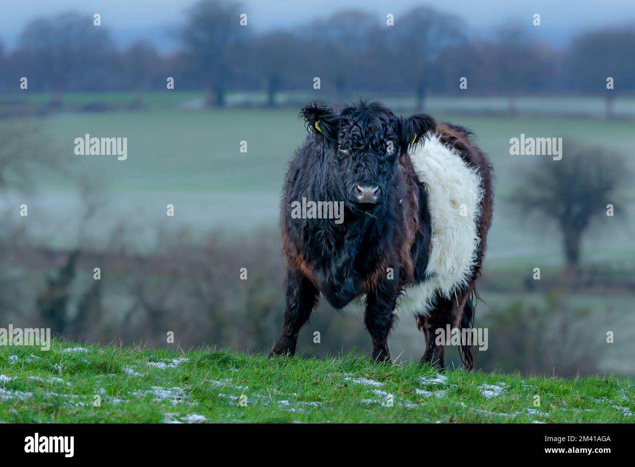 Vache Galloway avec ceinture, par temps froid et sombre, avec une bande ...
