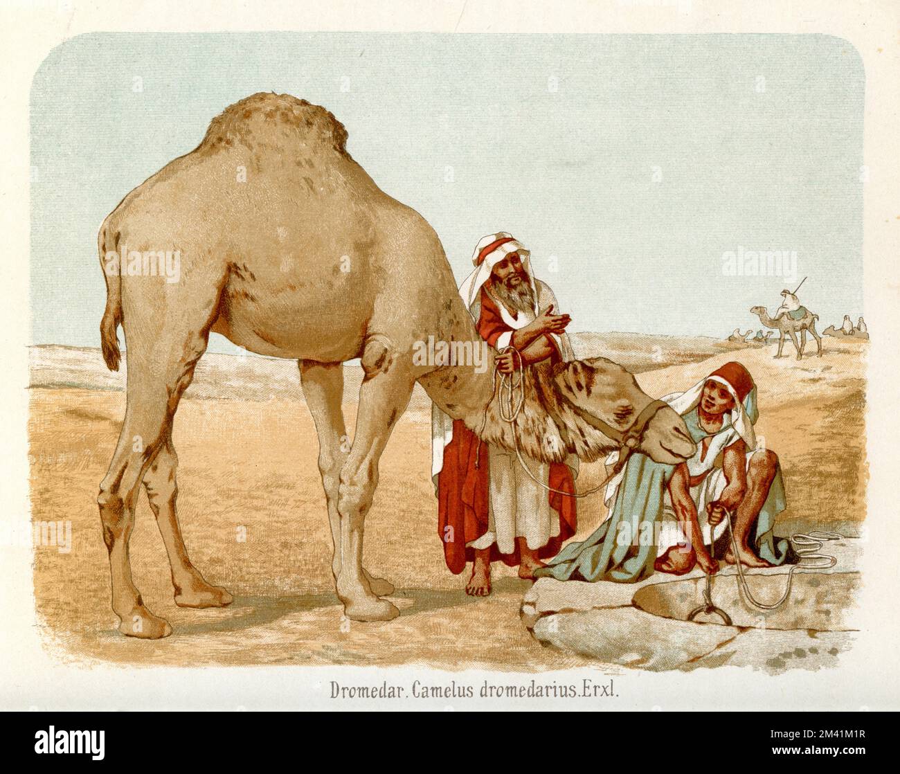 Mehari dromedary Banque de photographies et d’images à haute résolution ...