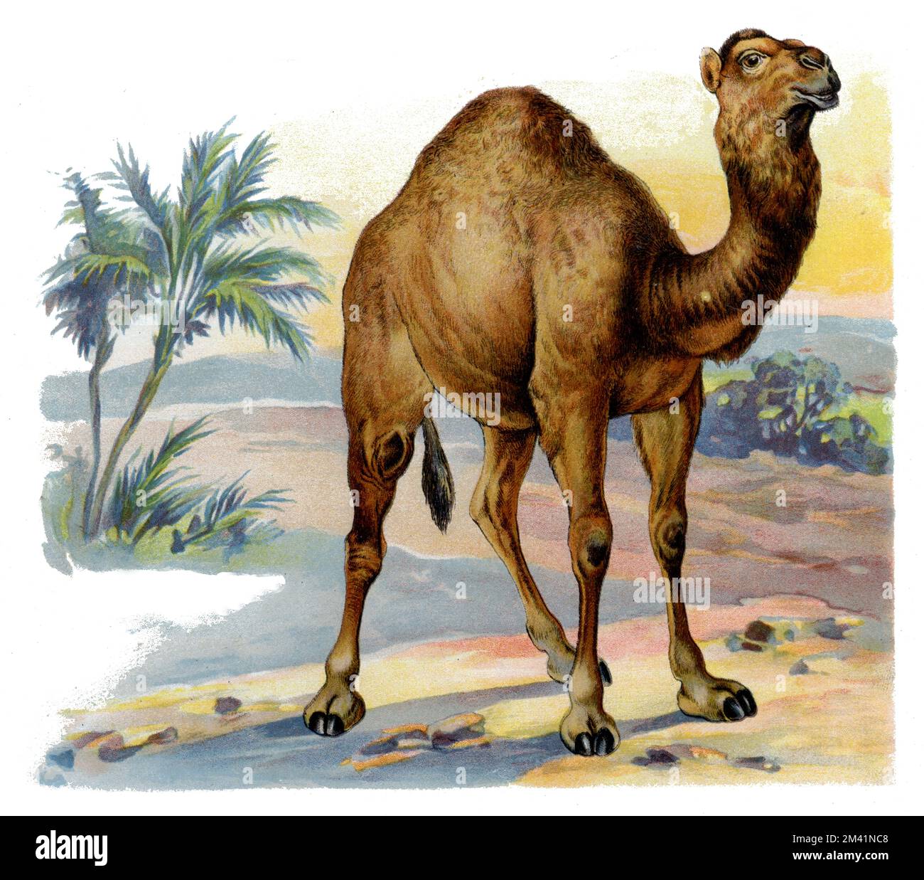 Mehari dromedary Banque d'images détourées - Alamy