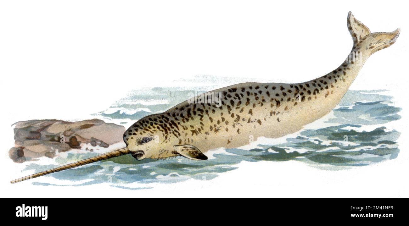 Narval (monodon monoceros) Banque de photographies et d’images à haute résolution - Alamy