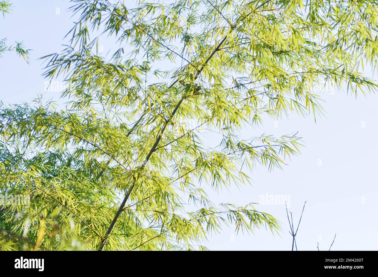 Bambou, GRAMINEAE ou POACEAE ou Bambusa arundinacea Willd ou Thorn ...