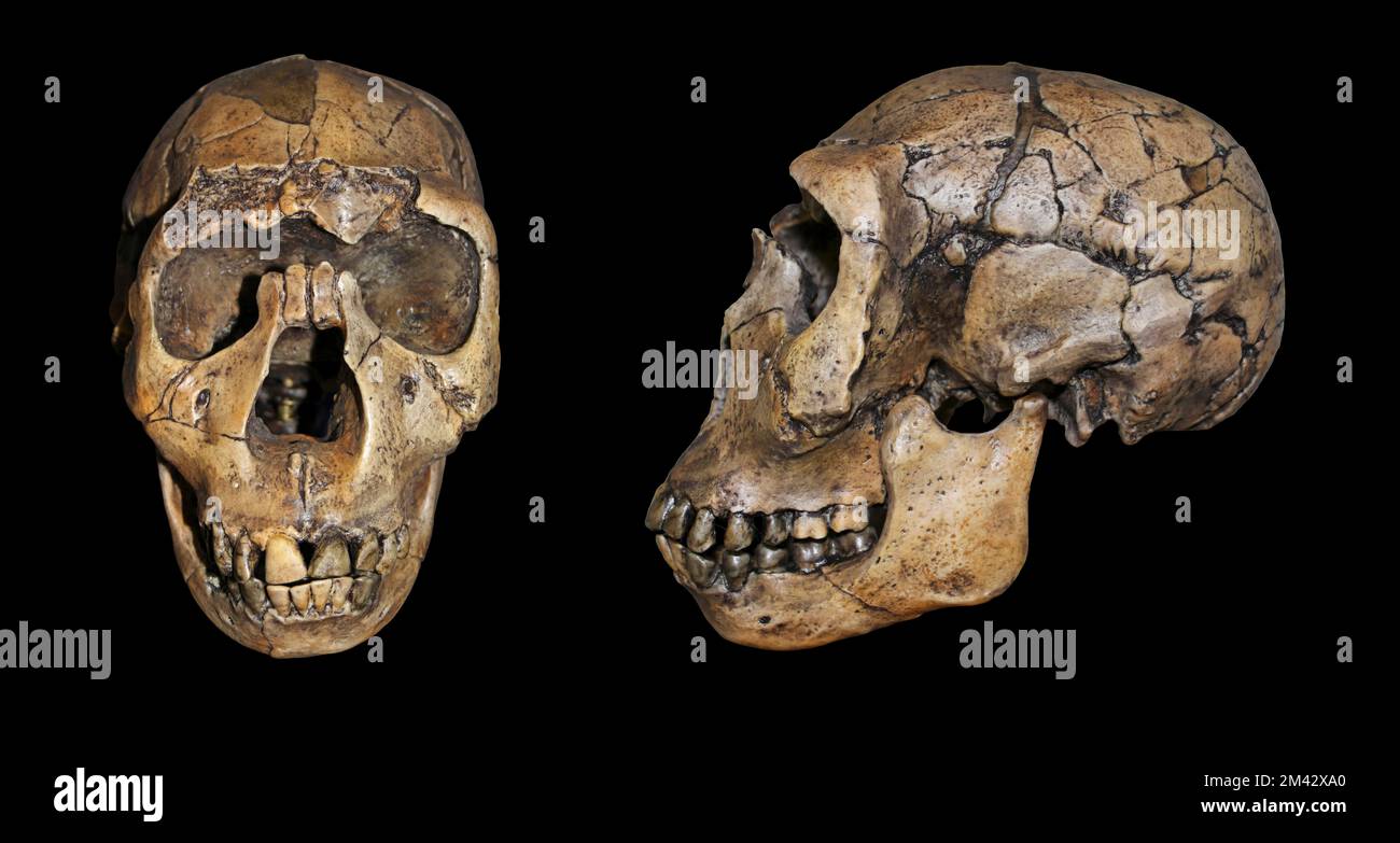 Homo erectus africain Banque de photographies et d’images à haute ...