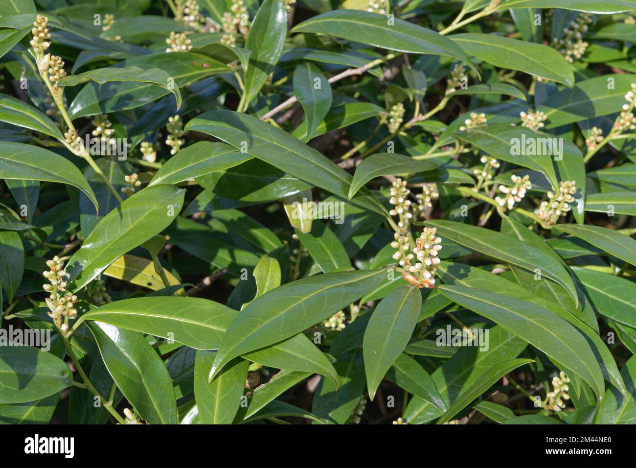 Rhododendron leaf Banque de photographies et d’images à haute ...