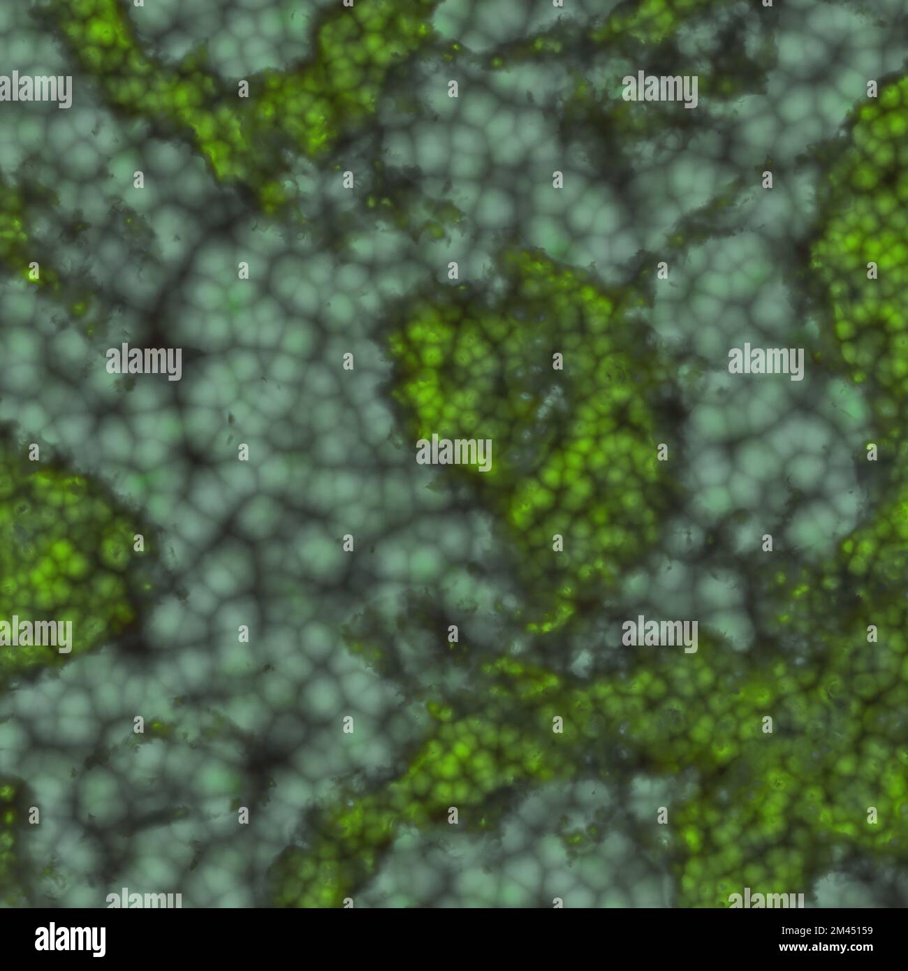 Staphylococcus biofilm Banque de photographies et d’images à haute ...