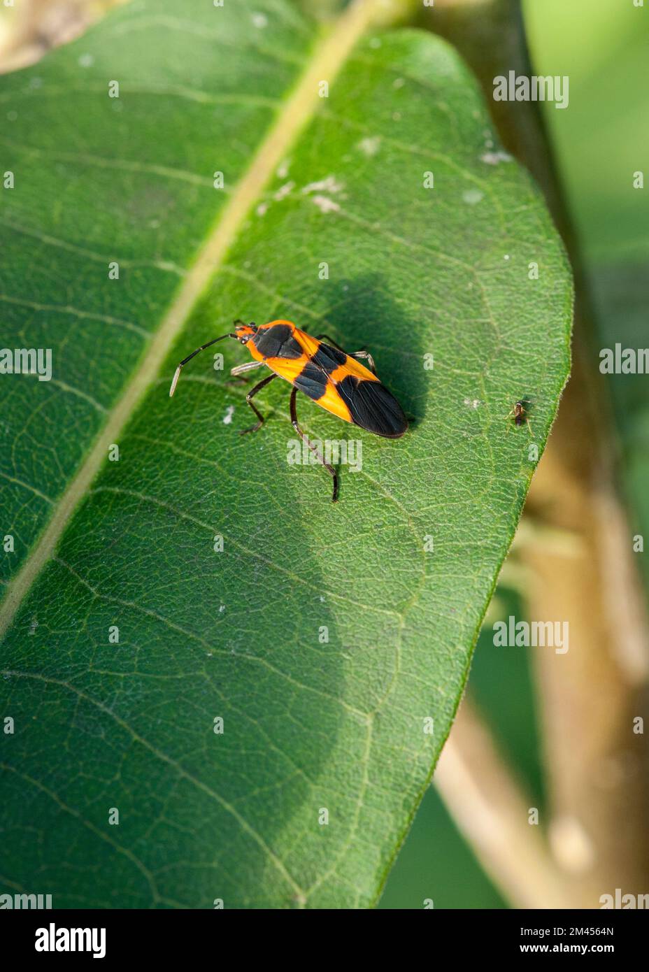 Gros insecte de l'herbe à poux (Oncopeltus fasciatus) sur ce qui est ...