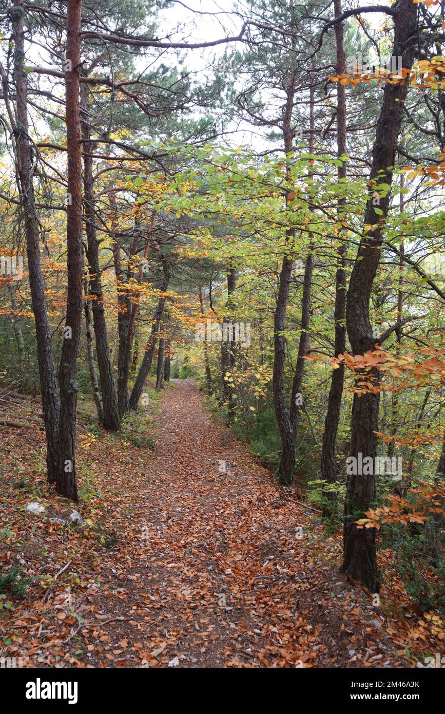 Chemin de forêt ou chemin de pied à travers le Méca mixte, Fagus ...