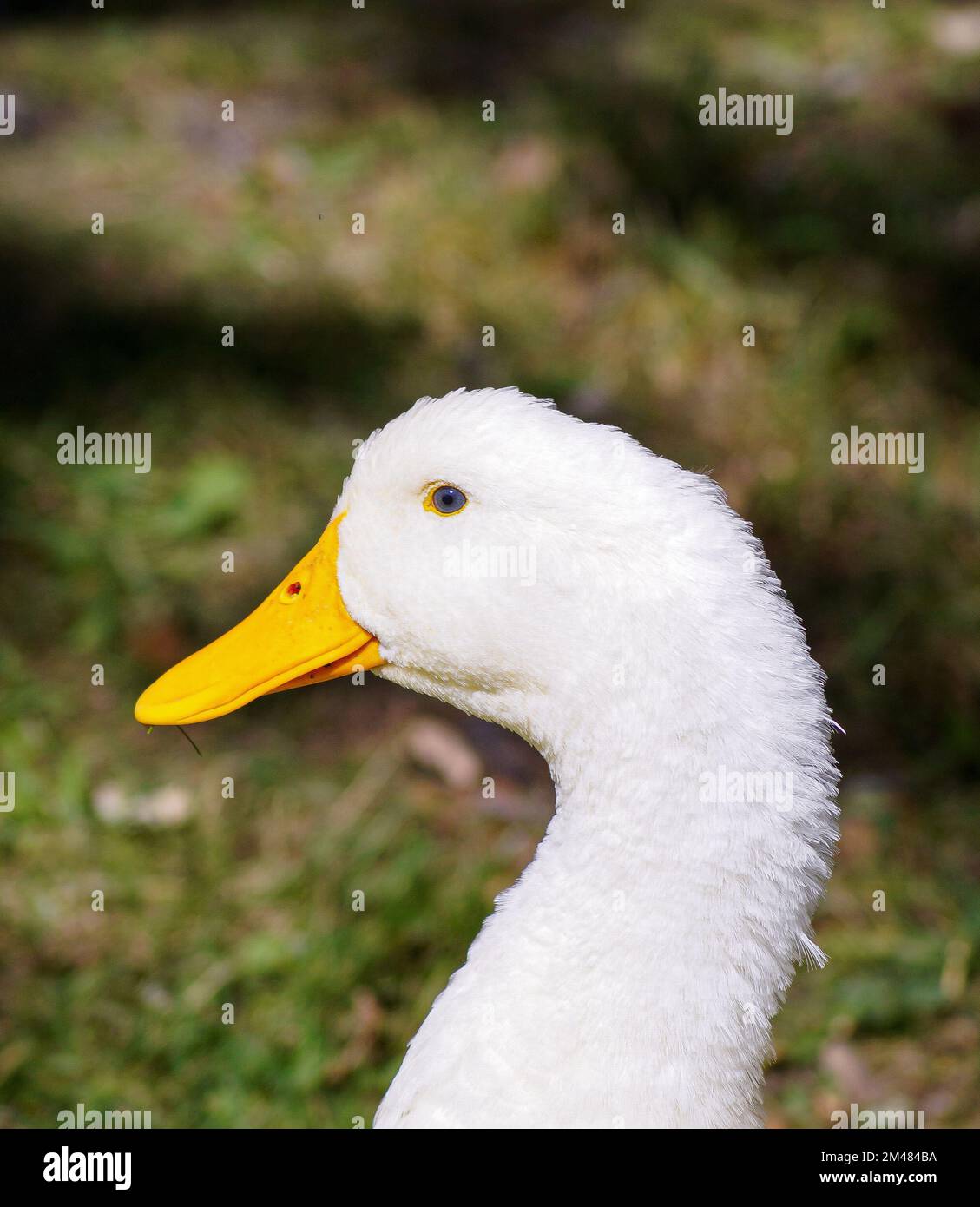 Canard domestique blanc Banque de photographies et d’images à haute ...