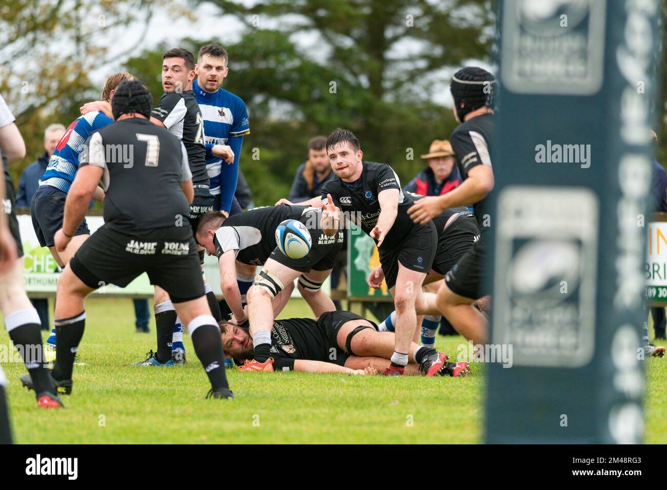 Berwick Scrum Half passe le ballon de l'arrière de la mêlée au match ...
