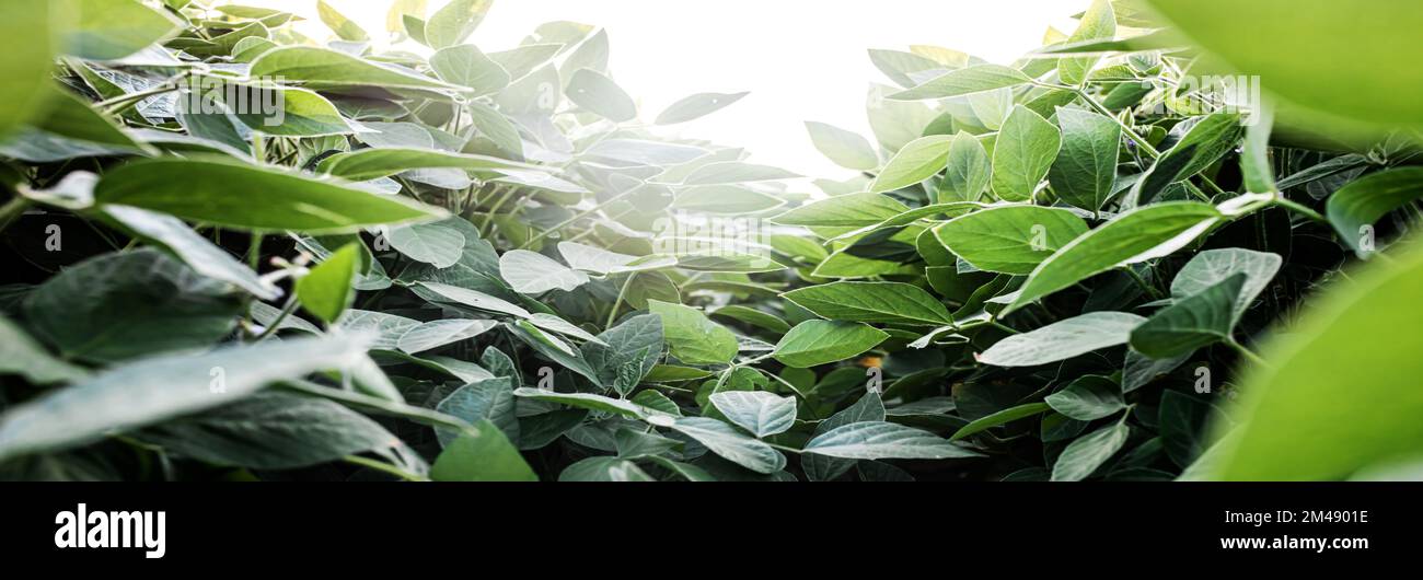 Glycine max, soja, germe de soja cultivant du soja à l'échelle ...