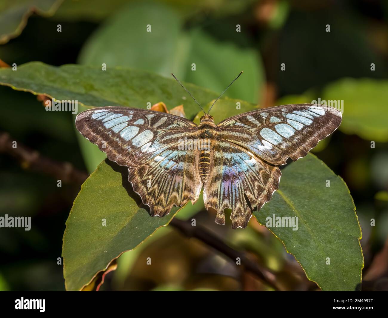 Blue clipper butterfly Banque de photographies et d’images à haute ...
