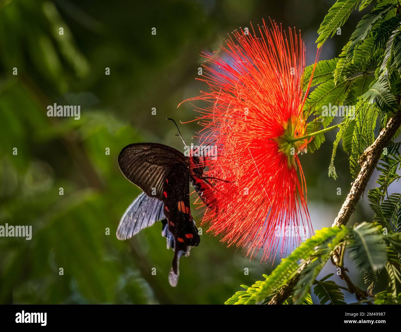 Insecte rouge et noir Banque de photographies et d’images à haute ...