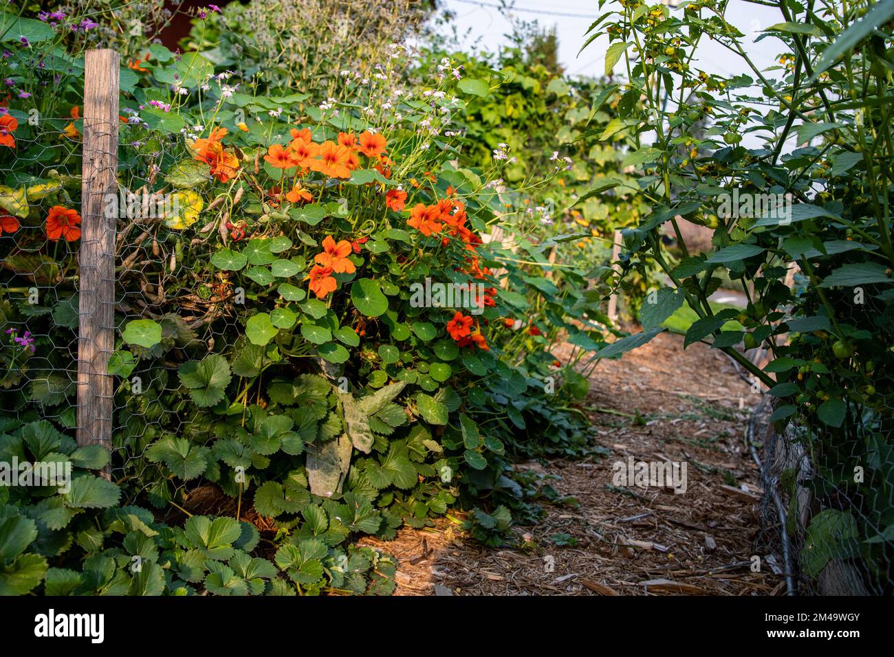 les plantes de naturtium qui poussent le long d'une clôture de jardin ...