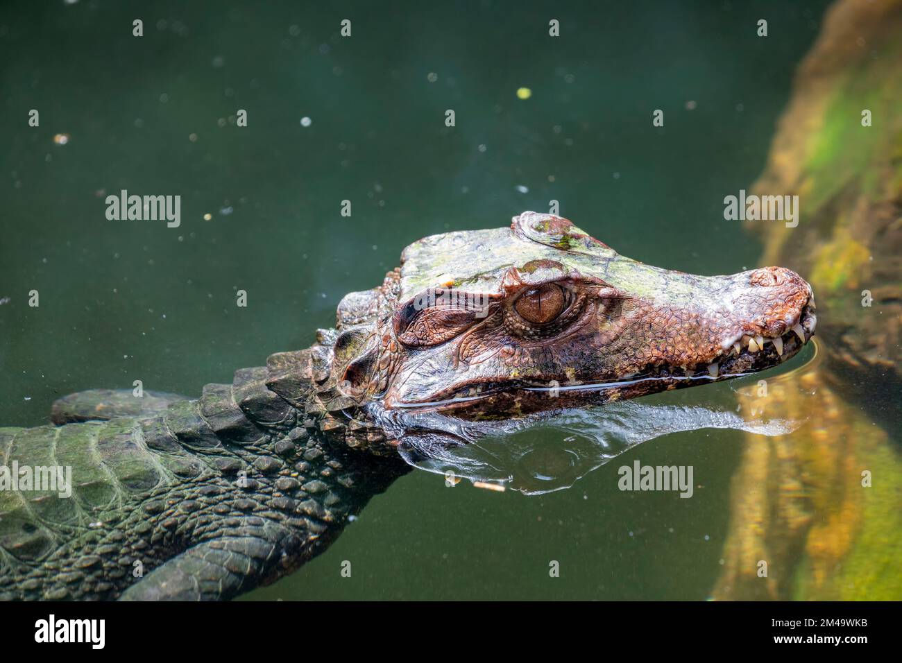 Famille d'alligator Banque de photographies et d’images à haute résolution - Alamy