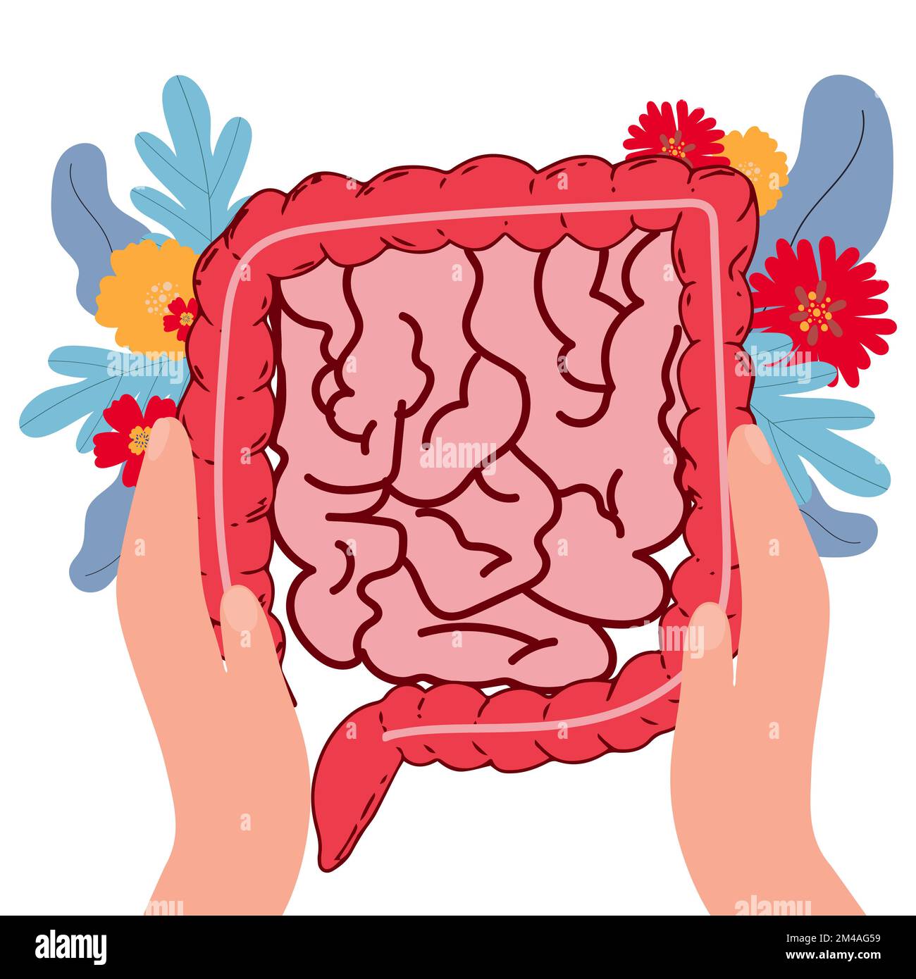 illustration vectorielle plate de l'intestin grêle et du gros intestin ...