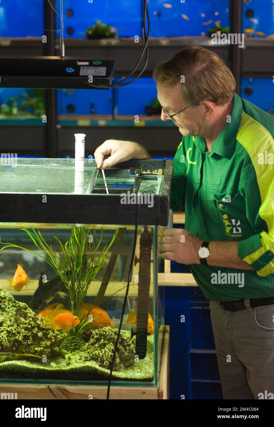 Pays-Bas, vendeur de poissons tropicaux mesure le pH de l'eau dans un ...