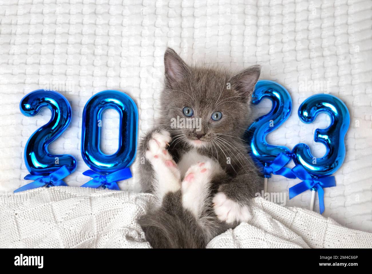 Bonne année avec Cat Adorable chaton écossais gris assis sur une ...