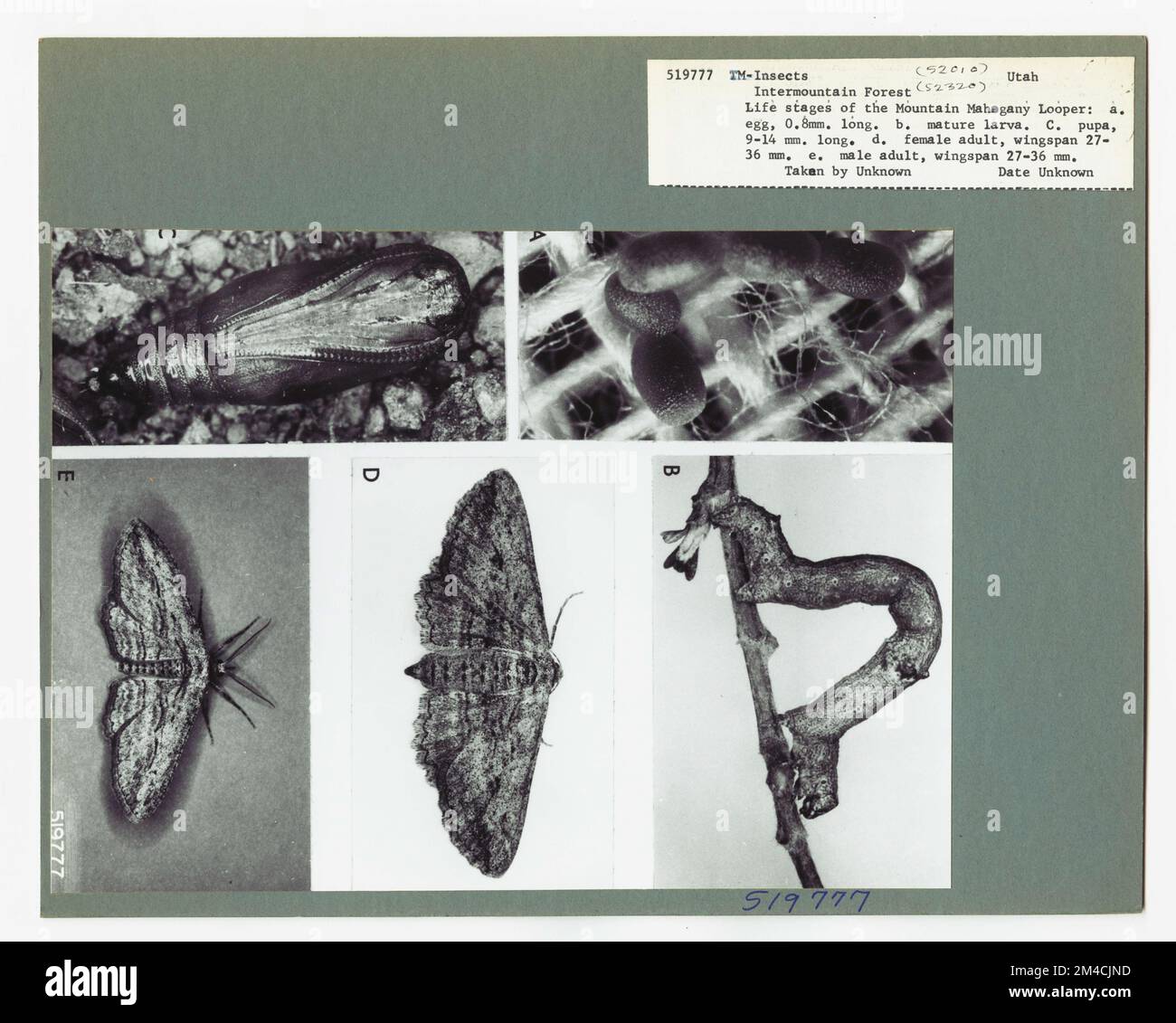 Insectes : cycle de vie - tous les États. Photographies relatives aux ...