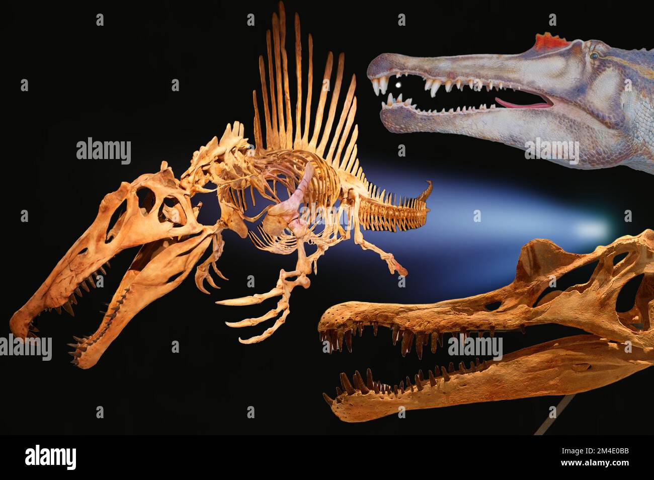 Spinosaurus squelette Banque de photographies et d’images à haute résolution - Alamy