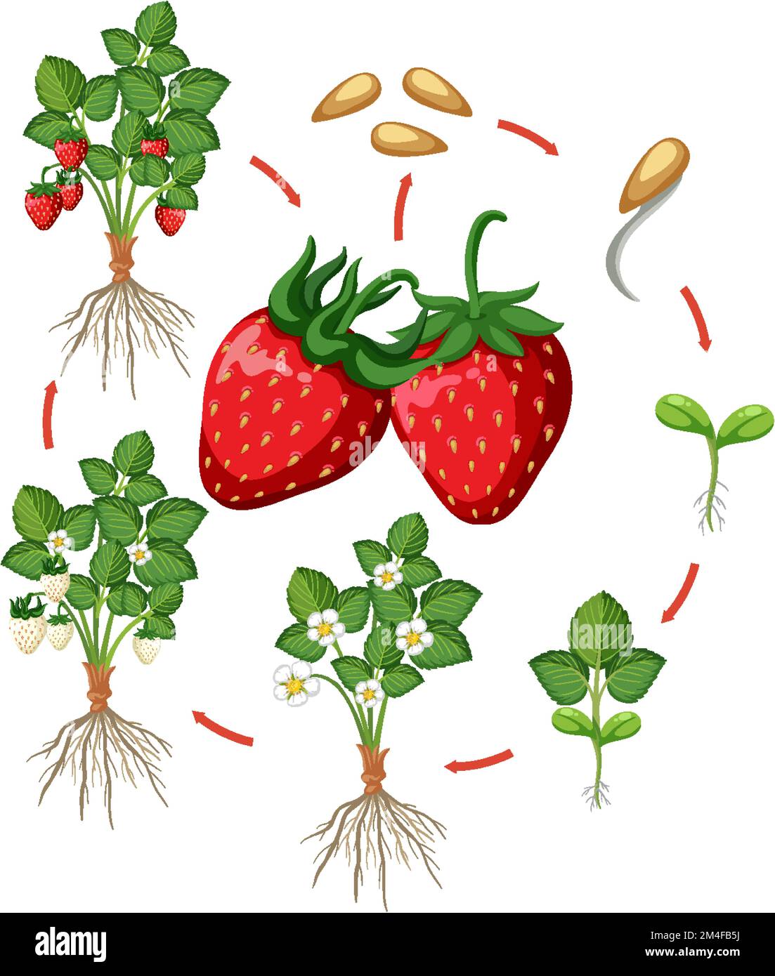 Illustration du schéma du cycle de vie de la fraise Image Vectorielle ...