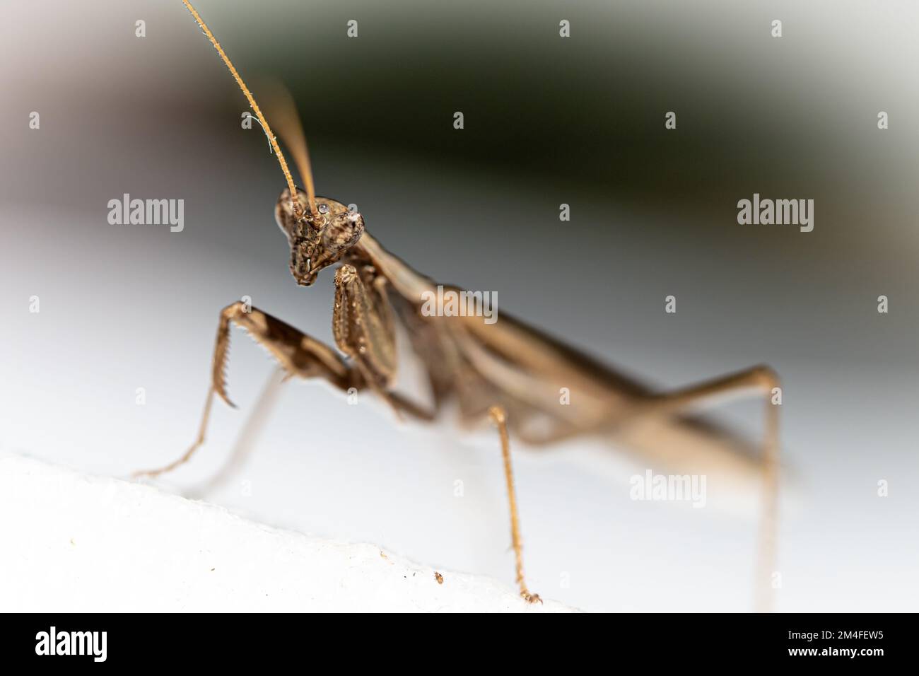 Insecte mignon Banque de photographies et d’images à haute résolution ...