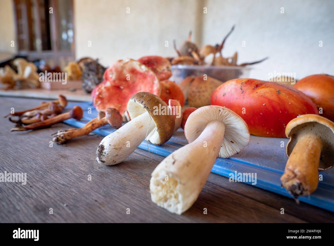 Assortiment d'une variété d'espèces de champignons sauvages forés dans ...