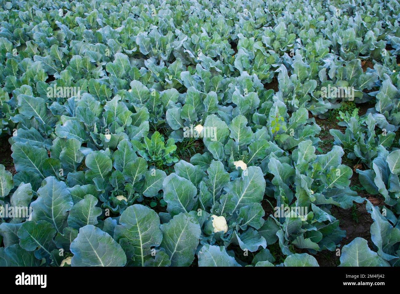 Chou-fleur frais le légume cru pousse dans le sol biologique du jardin ...