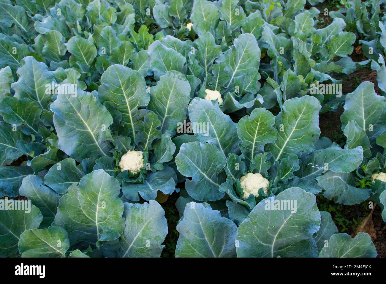 Chou-fleur frais le légume cru pousse dans le sol biologique du jardin ...