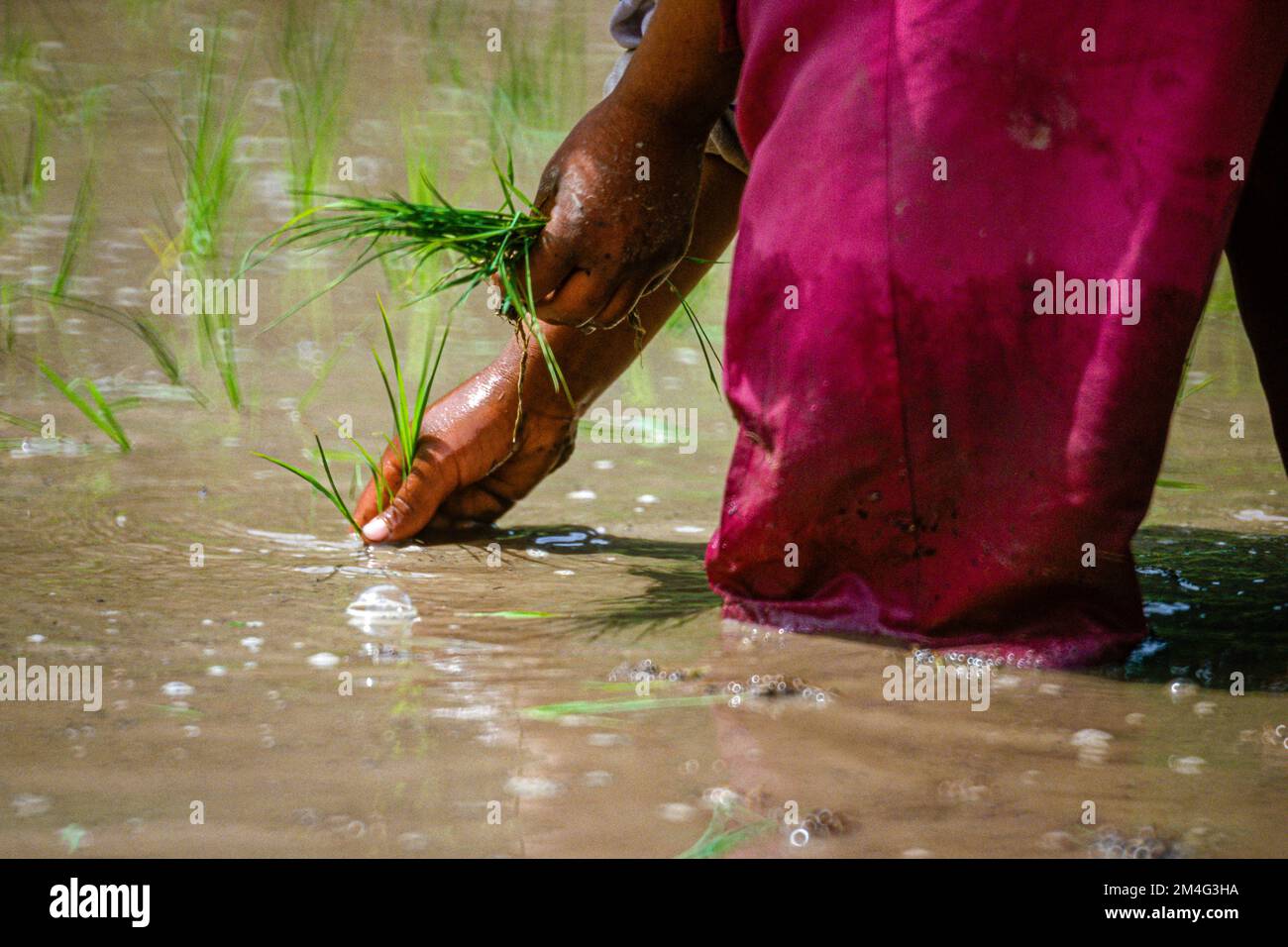 Planter des plants de riz dans un champ inondé Banque de photographies ...