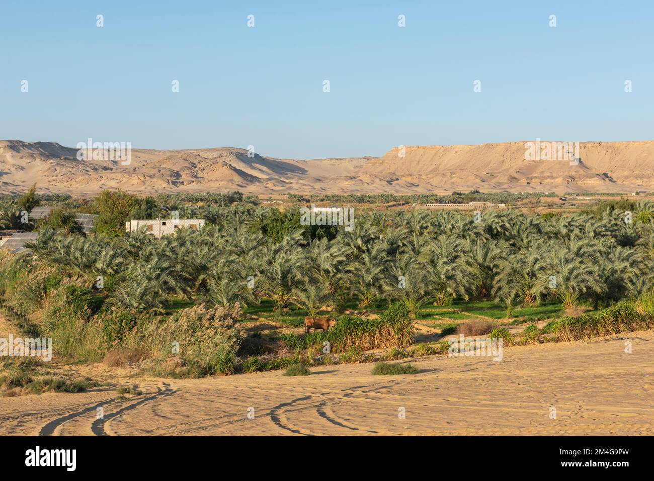 Ferme de dattes africaine Banque de photographies et d’images à haute ...
