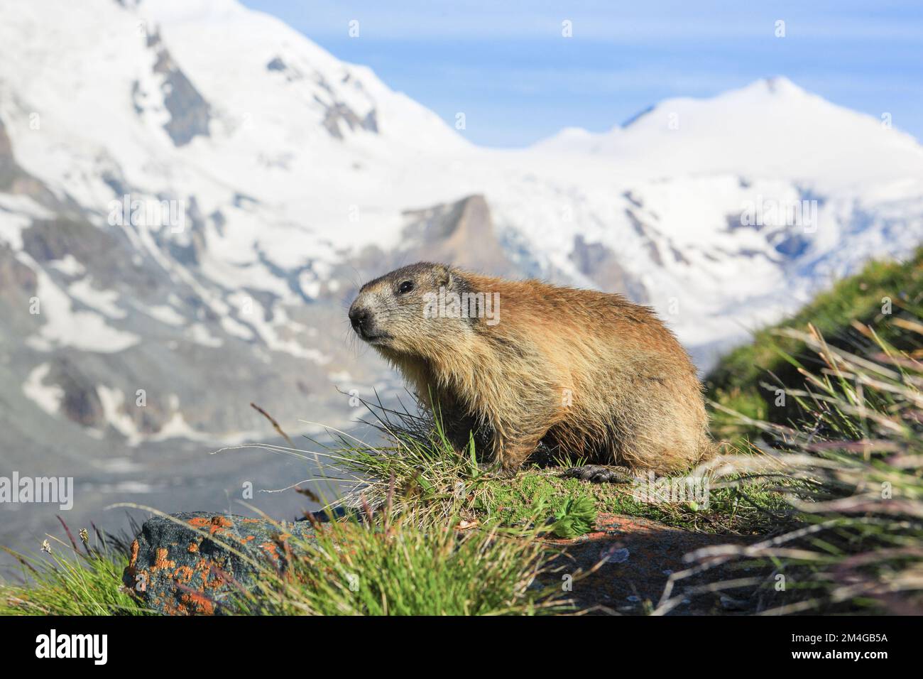 Wild animals of glacier national park the mammals Banque de photographies et d’images à haute ...