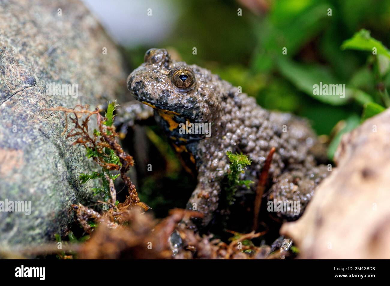Crapaud jaune Banque de photographies et d’images à haute résolution ...