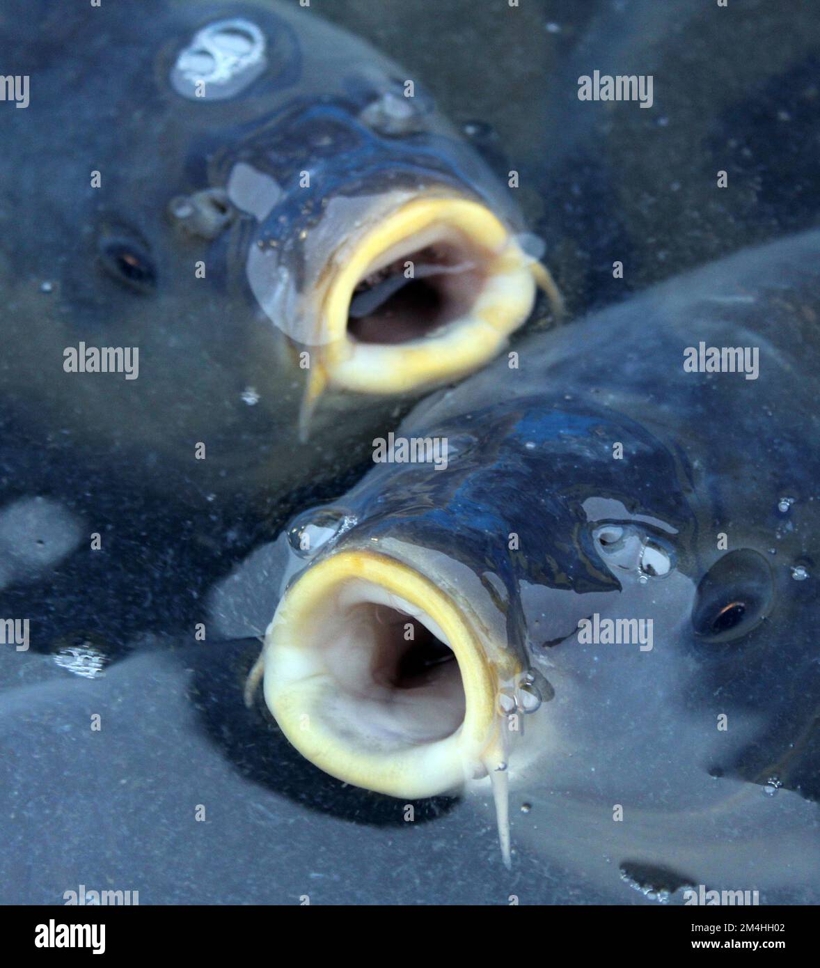 Le vendeur vend des carpes de noël dans un bain dans le centre-ville de ...
