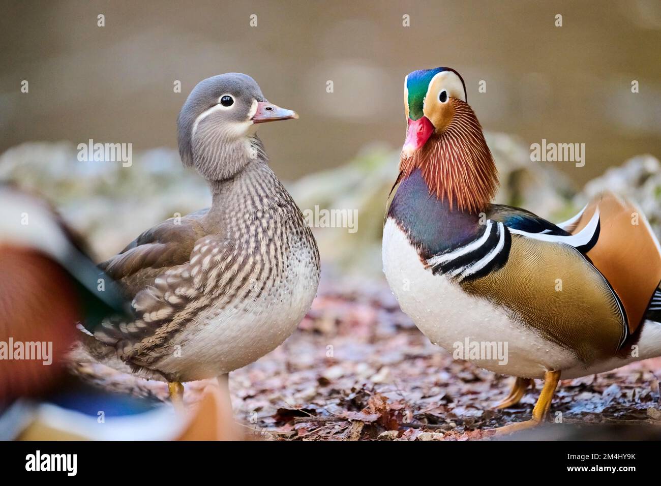 Femelle mandarin de canard Banque de photographies et d’images à haute ...
