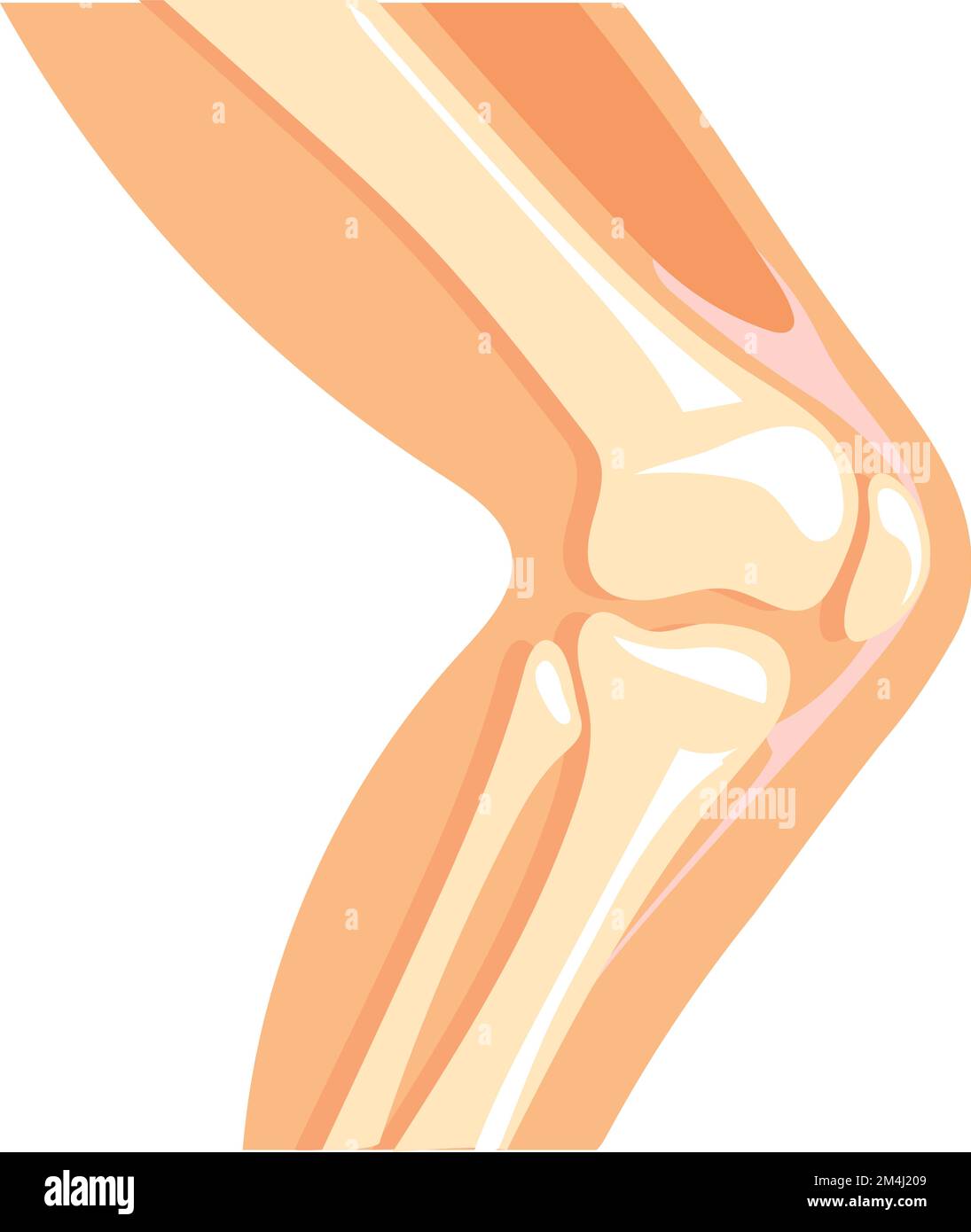 Icône genou humain. Anatomie de dessin animé structure osseuse de jambe ... Icône genou humain. Anatomie de dessin animé structure osseuse de jambe ...