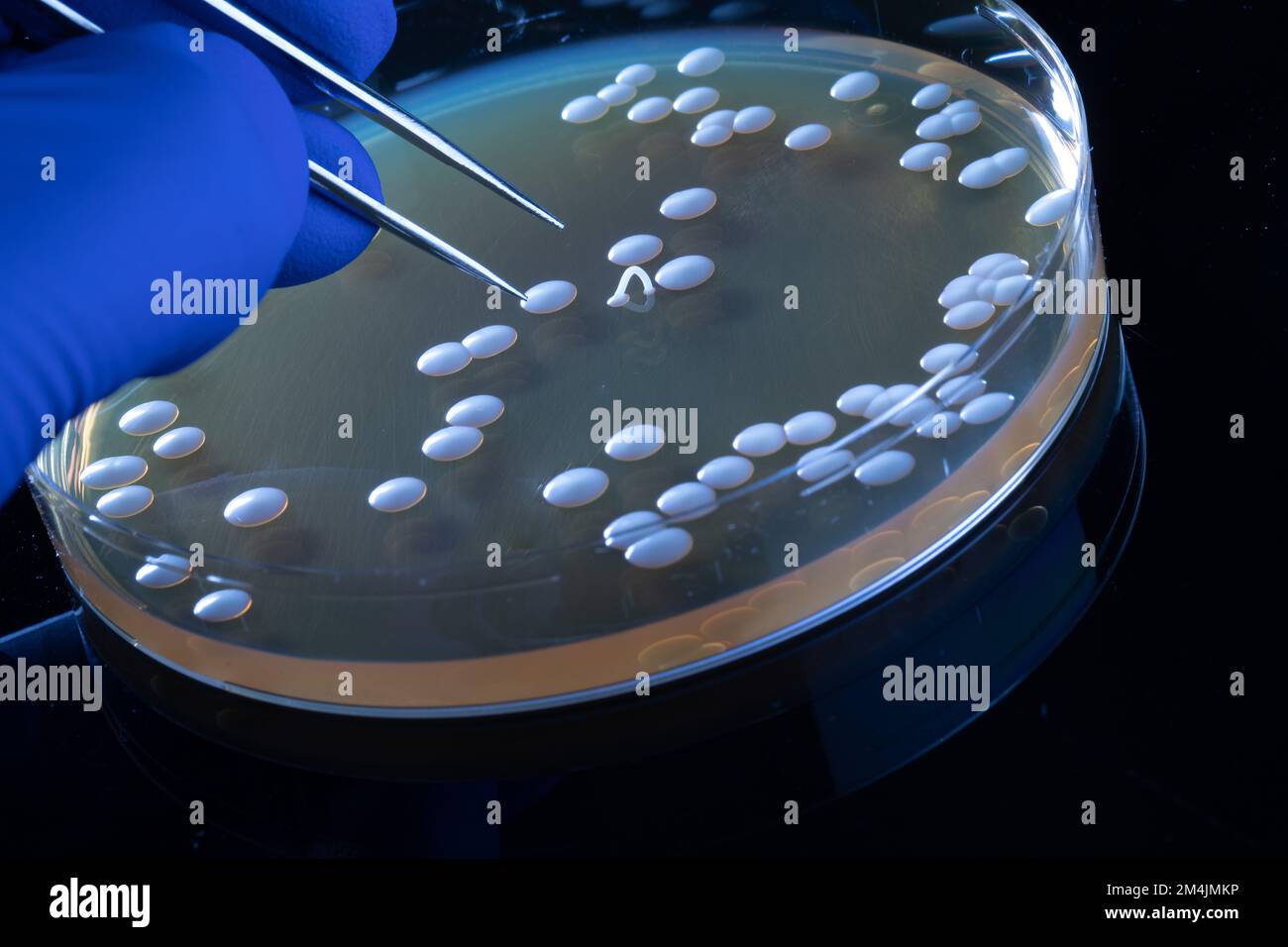 Colonies de Candida albicans sur boîte de Pétri avec agar, une colonie ...