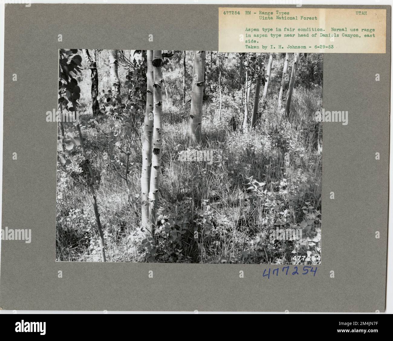 Types de prairies - Utah. Photographies relatives aux forêts nationales ...