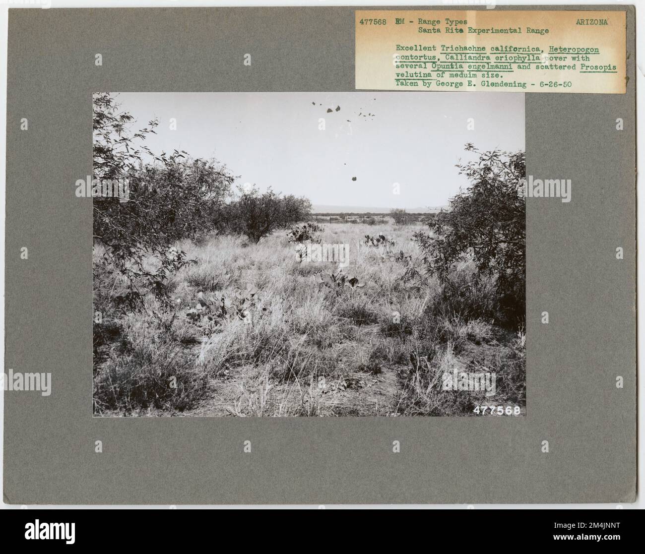 Types de prairies - Arizona. Photographies relatives aux forêts ...