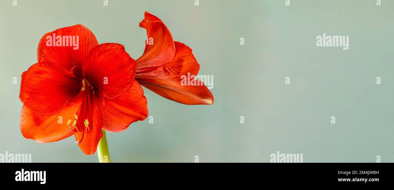 Lys amaryllis rouge Banque de photographies et d’images à haute ...