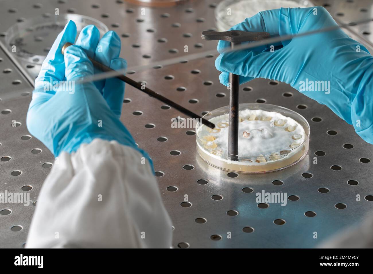 Scientifique travaillant sous une hotte stérile à flux laminaire pour ...
