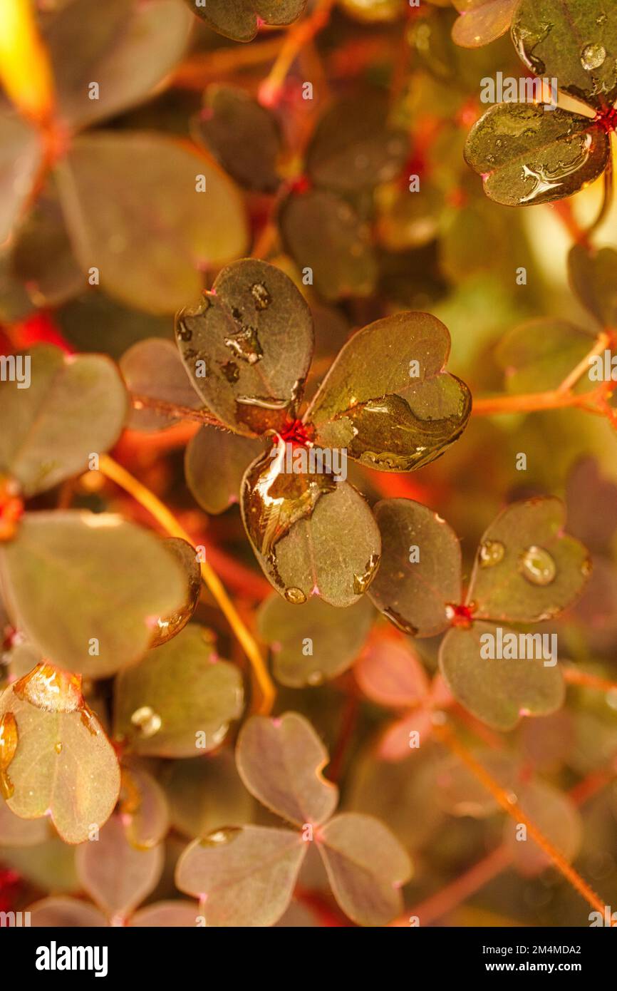 Trèfle dans la forêt. Feuilles de trèfle avec gouttes d'eau. Symbole de ...