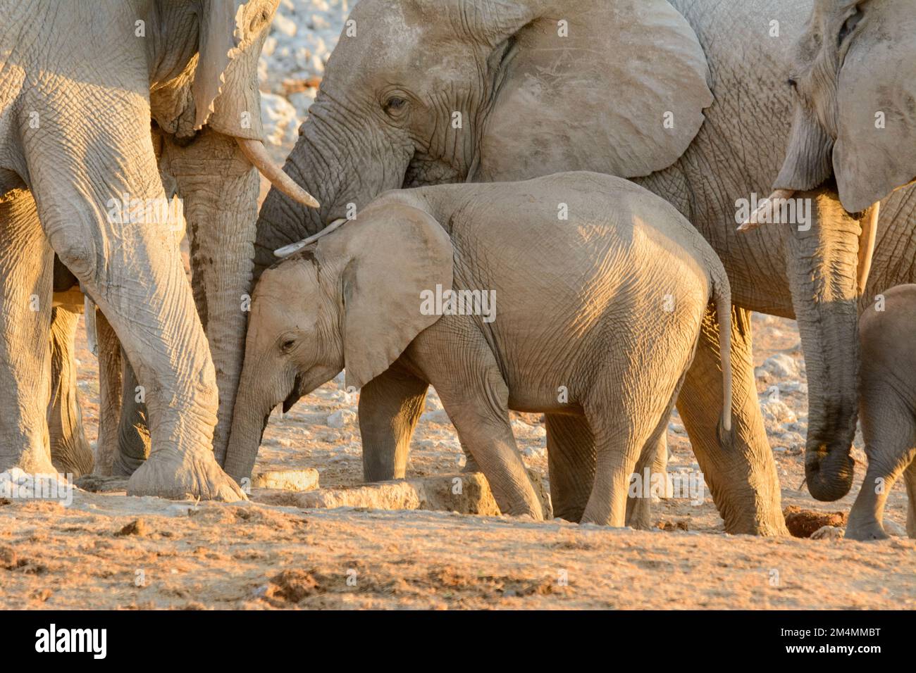 Bébé éléphant d'Afrique (Loxodonta Africana) avec un troupeau de matriarques au trou d'eau d ...