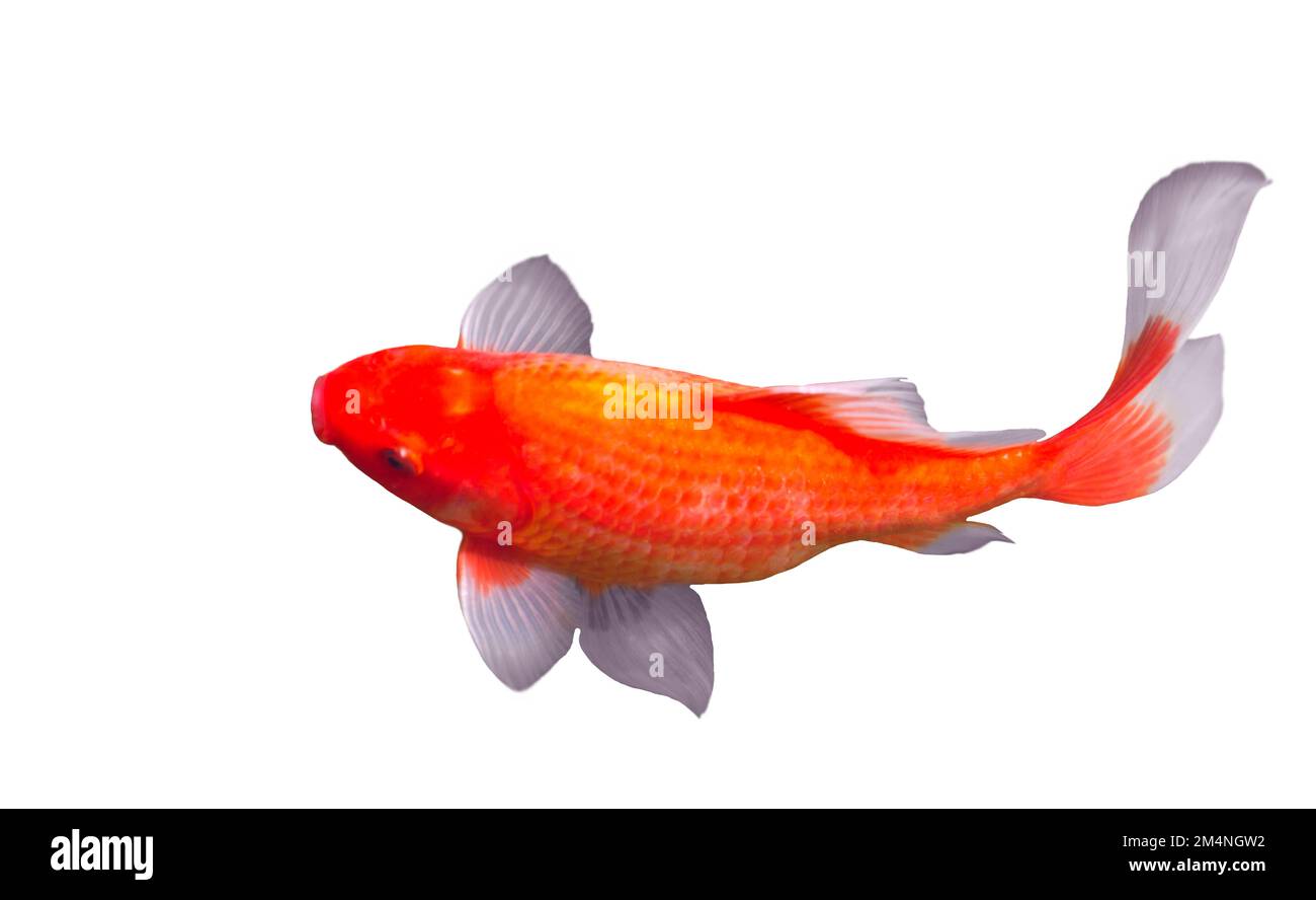Poisson carpe koi Banque d'images détourées - Alamy