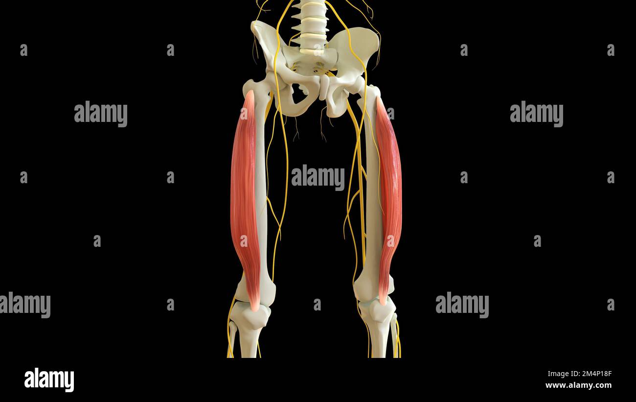 Anatomie du muscle vastus lateralis pour l'illustration du concept ...