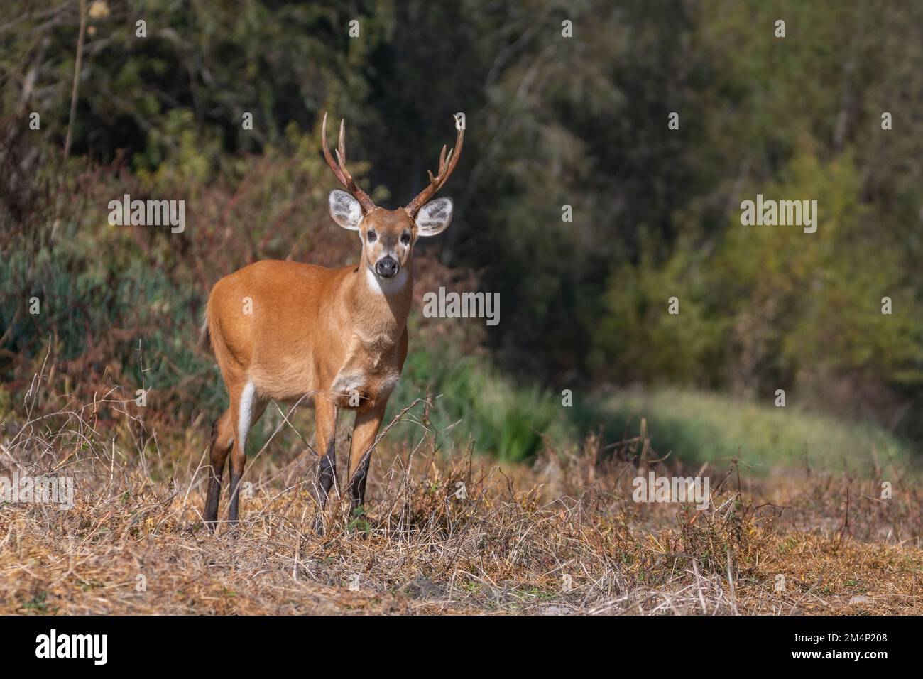 Cerf des marais adulte blastocerus dichotomus Banque de photographies ...