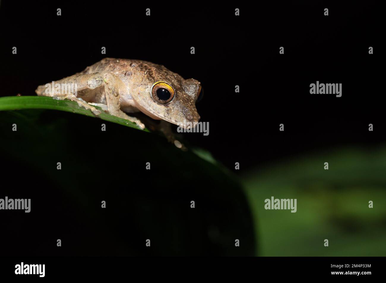 Clay frog Banque de photographies et d’images à haute résolution - Alamy