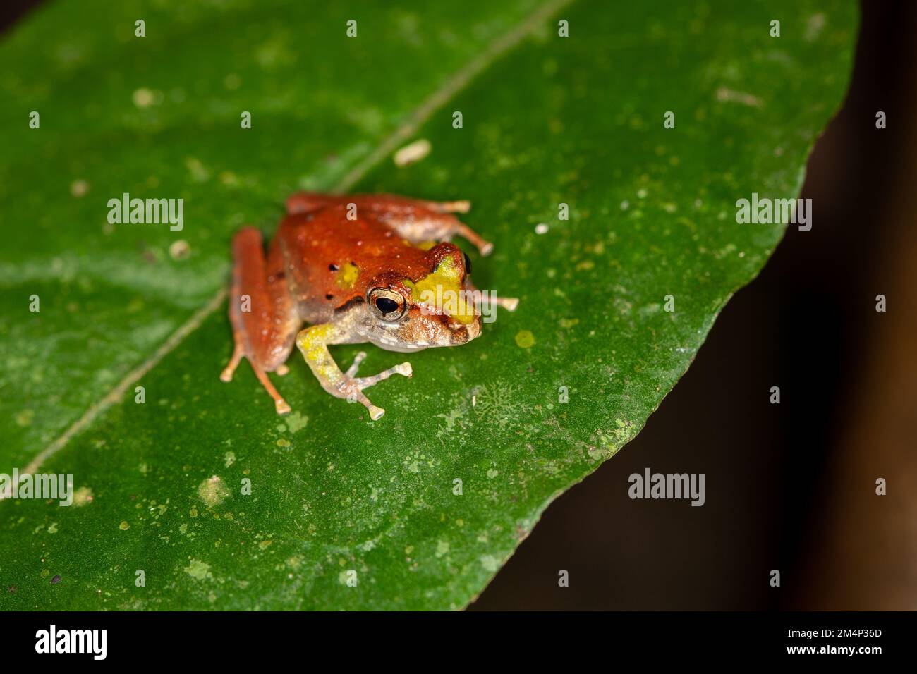 Slim fingered rain frog Banque de photographies et d’images à haute ...