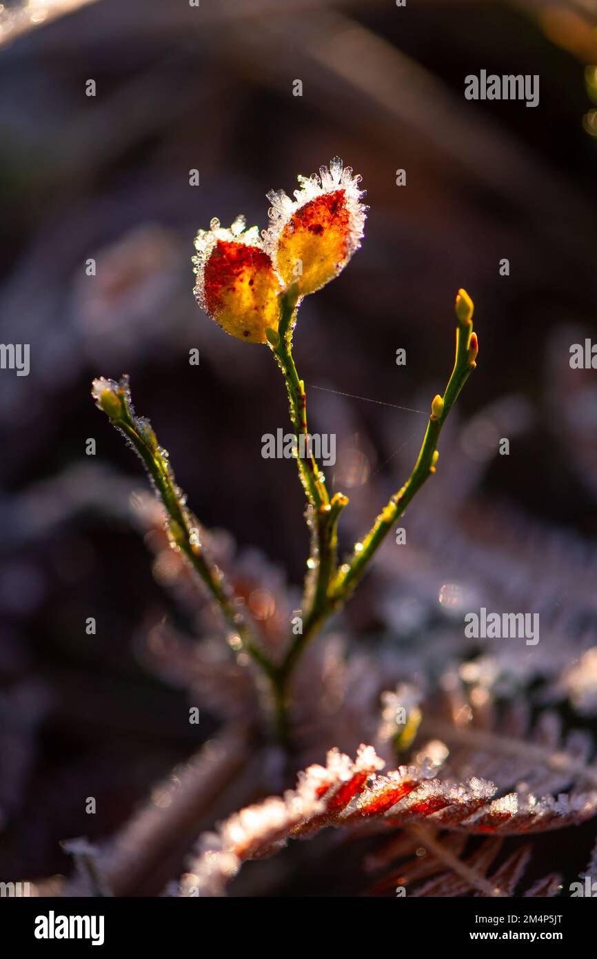 Pousse pousse humain Banque de photographies et d’images à haute ...